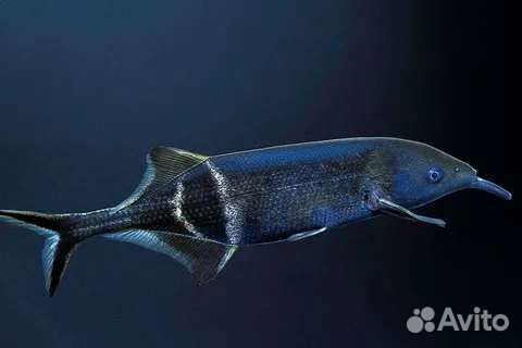 Нильский слоник(слоник петерси)