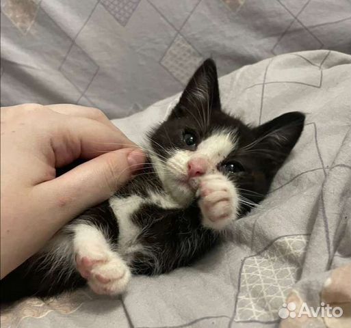 Кошка в дар