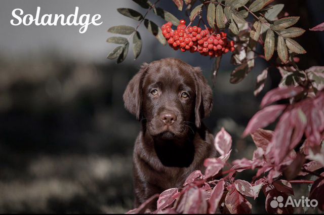 Щенки лабрадора