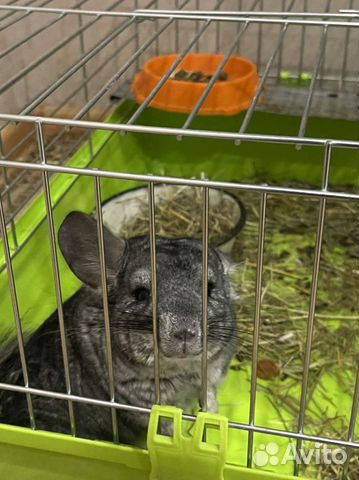 Шиншилла мальчик 8 мес