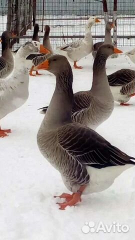 Гуси, утки