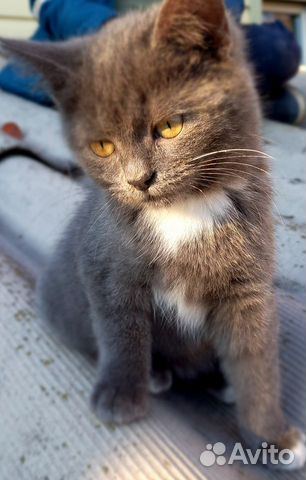 Кошки в добрые руки бесплатно