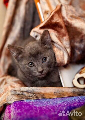 Котенок Сима, лоток знает