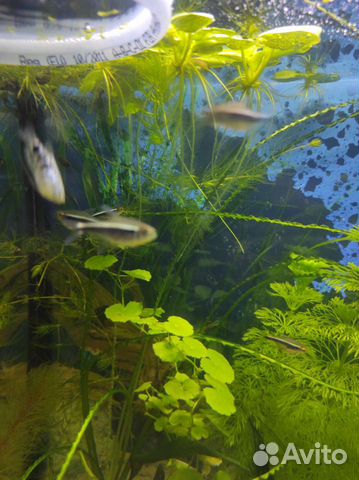 Рыбка Неон черный