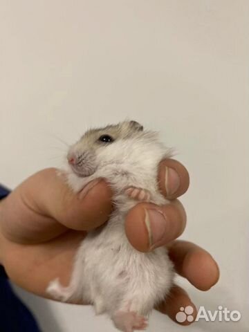 Хомяк джунгарик с клеткой