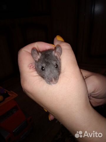 Крыса дамбо, кудрявая