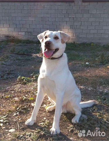 Собака в добрые руки лабрадор