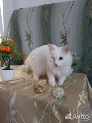 Красивая кошка