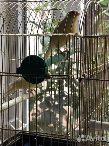 Канарейки и кенары