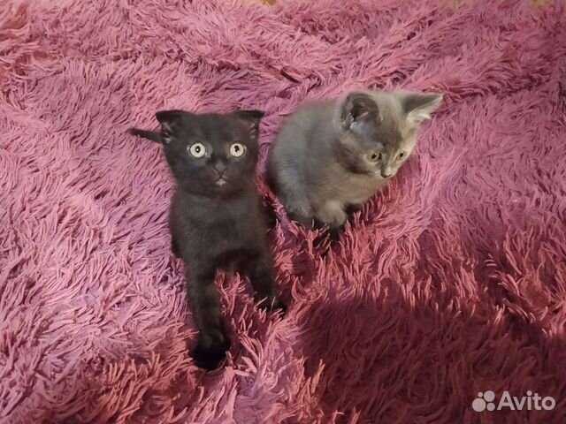 Британский вислоухий кот