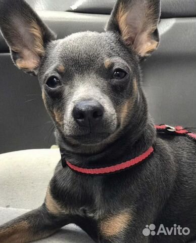 Вязка Русского Той-Терьера