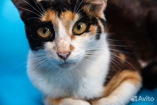 Красавица Летисия 1 годик