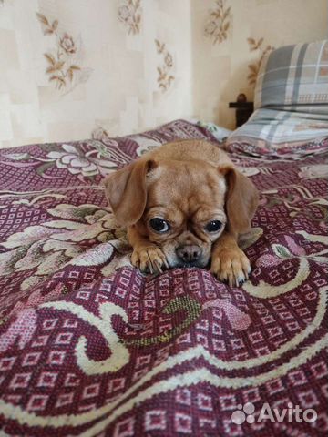 Собаки бесплатно