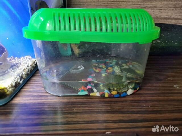 Аквариумные черепашки