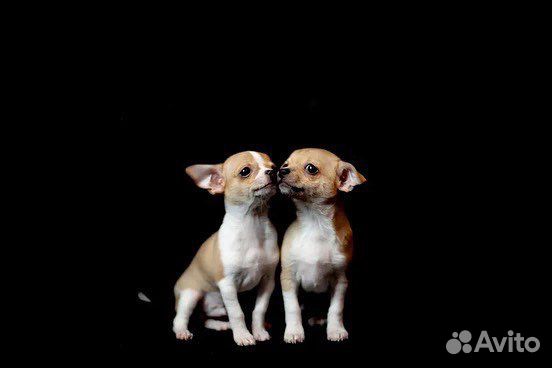 Щенки чихуахуа мини