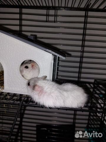 Хомяк джунгарик