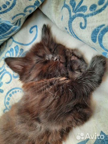 Котятки - шоколадки