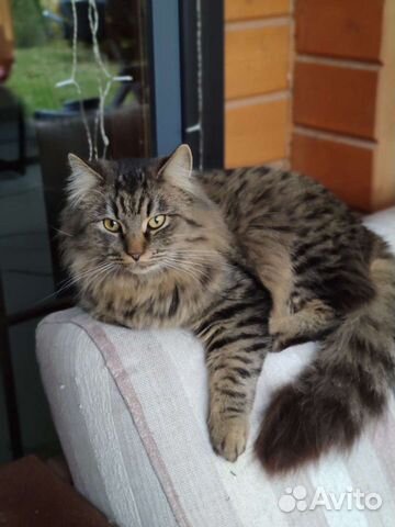 Пушистый красавец ищет дом