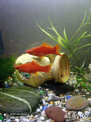 Меченосцы рубиновые