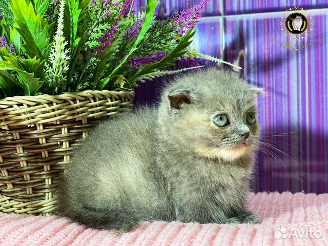 Голубо-кремовый манчкин фолд, девочка. Бронь