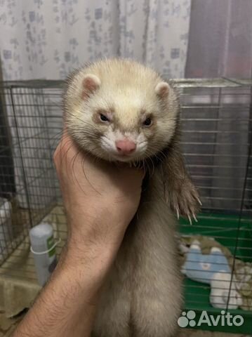 Хорек мальчик