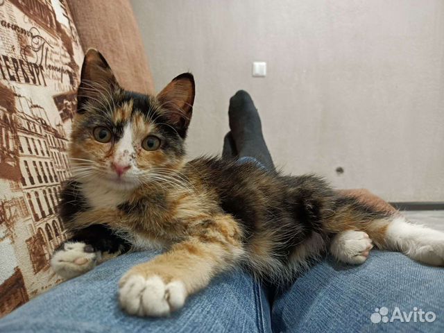 Отдам в добрые руки молоденькую кошечку
