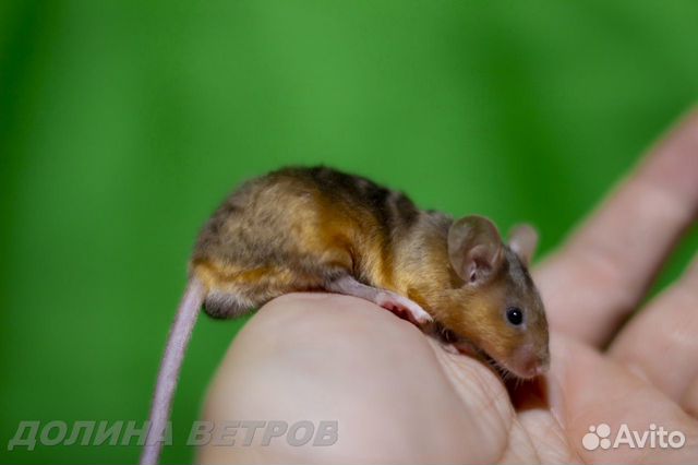 Мышка рекс соболь