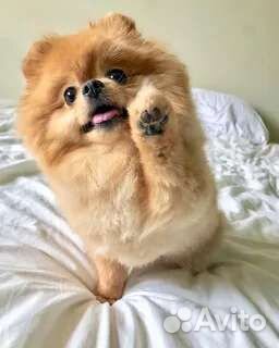 Отдам собачку. Шпиц