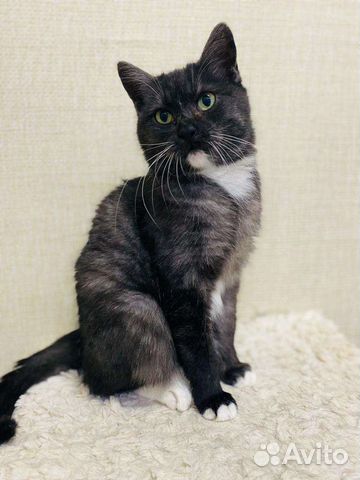 Булочка в поисках дома