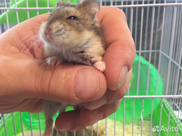 Джунгарские хомяки (самки) и клетка