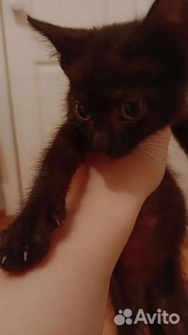 Котята в добрые руки бесплатно