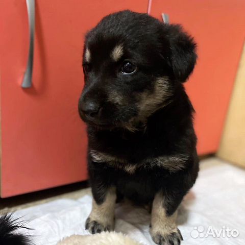 Сальма в добрые руки