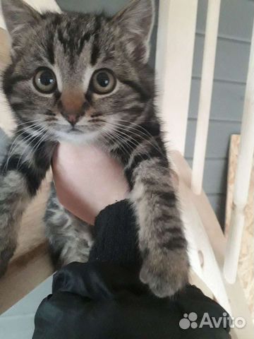 Котята в добрые руки бесплатно