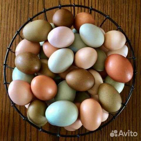 Инкубационное яйцо разных пород кур