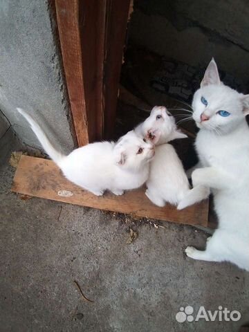 Котята турецкой ангоры