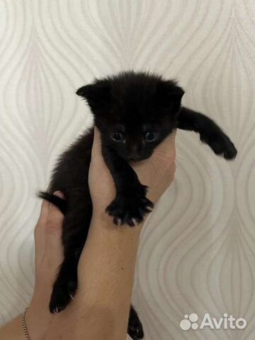 Черный котенок в добрые руки