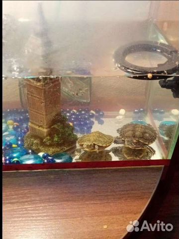 Красноухие черепахи