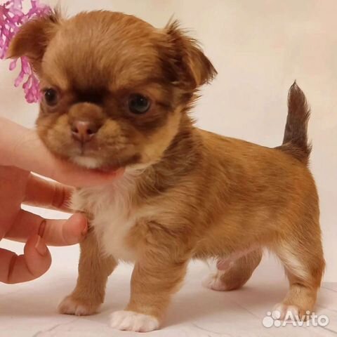 Мальчик мини рыжик