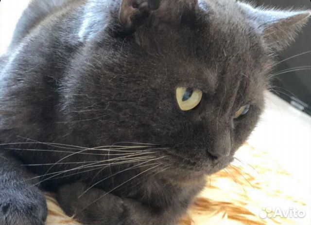Кот