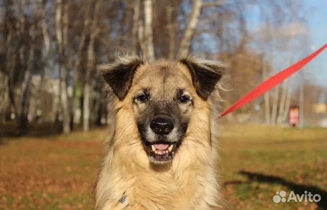 Собака Кузя