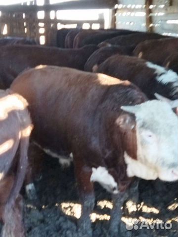 Быки на мясо