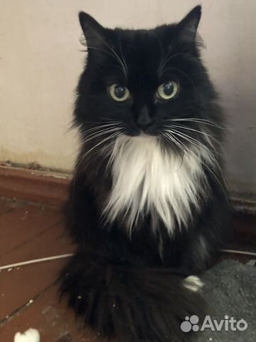 Кошечка ищет хозяина Возраст примерно 6 лет, стери