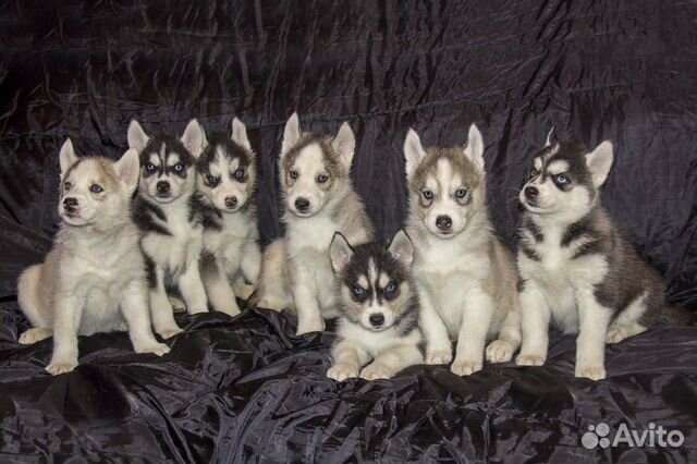 Клубные щенки Хаски 1,5 мес