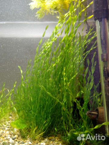 Валлиснерия спиралевидная