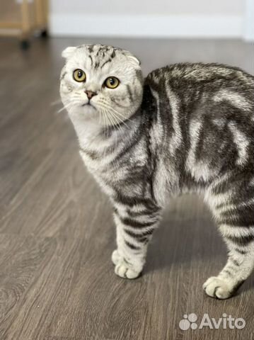 Шотландский вислоухий кот вязка, случка