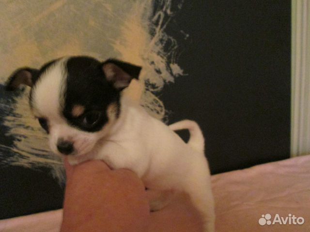 Почти пандочка