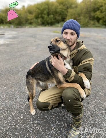 Ручная собака Дина ищет дом