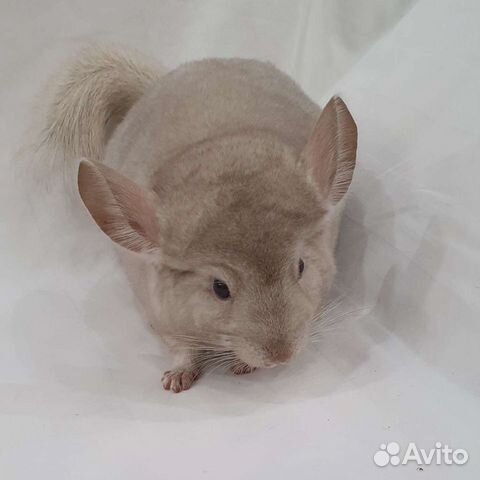 Шиншиллята мальчик и девочка 2 мес
