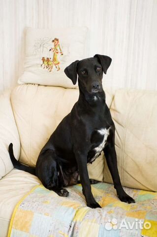 Метис курцхаара ищет дом