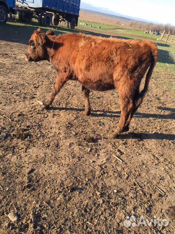 Молочная корова